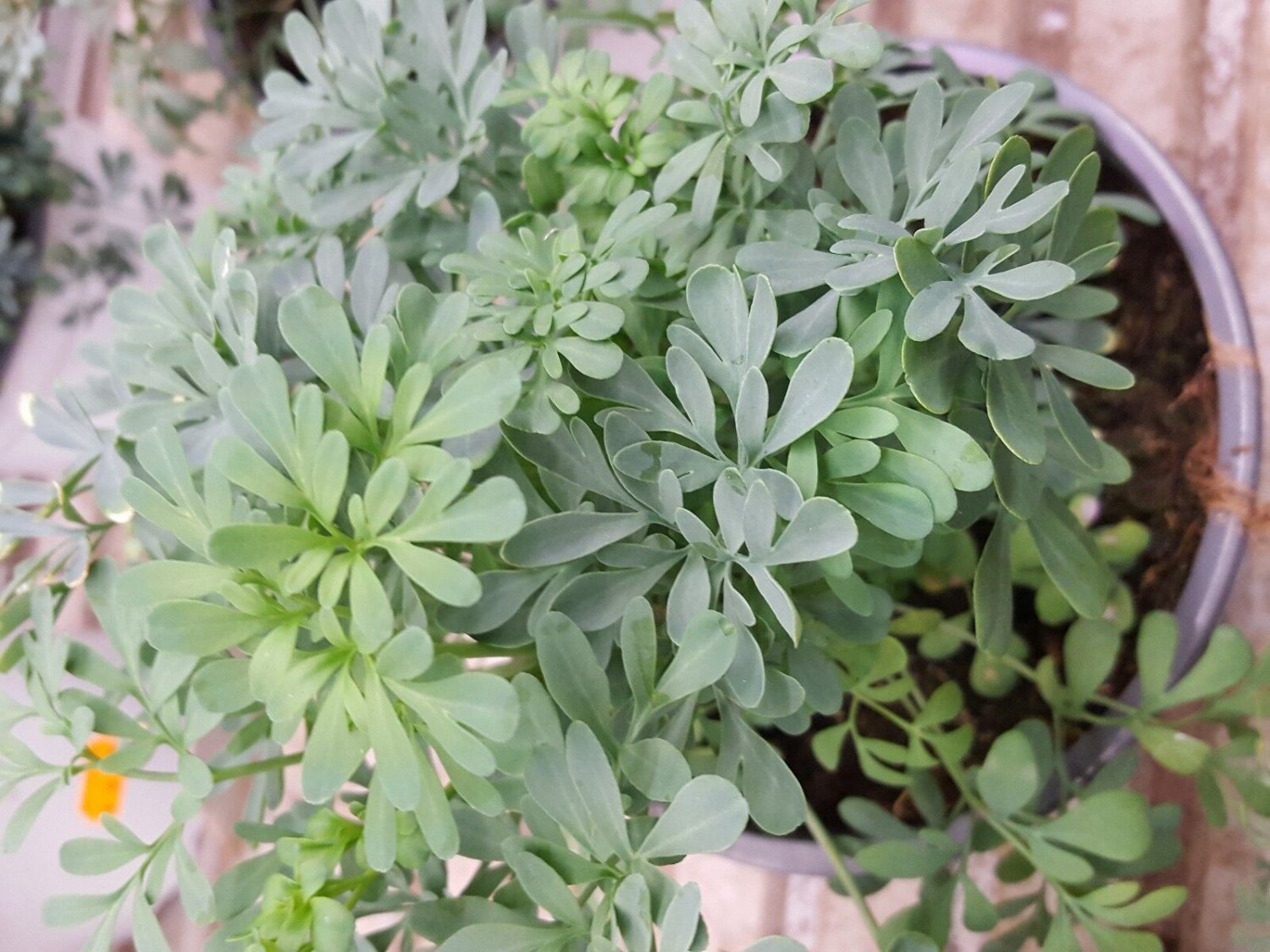 Super Seeds Ruta Graveolens Ruda 550 Pcs