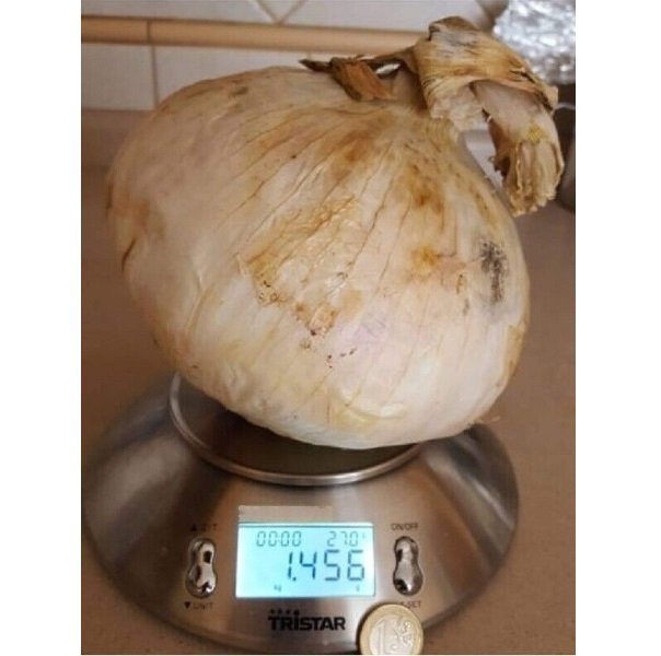 Super Seeds Giant Onion Record 3kg Weight 60 Fresh Pcs