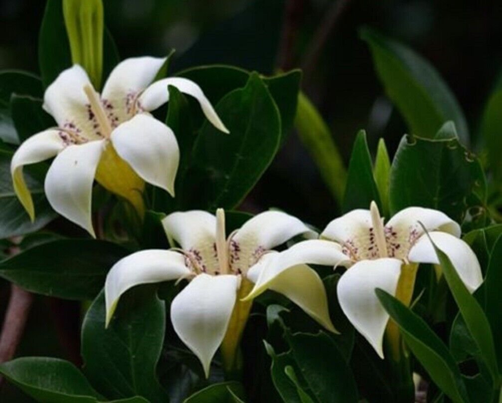 Super Rothmannia Capensis Rare Seeds Pcs 4 Graines De Gardenia Du Cap ...