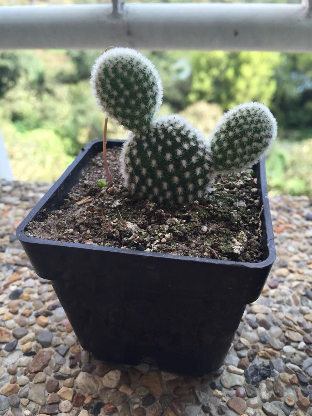 Super Mickey Mouse Cactus Seeds Pcs 5 Rabbit Ear Opuntia Microdasys