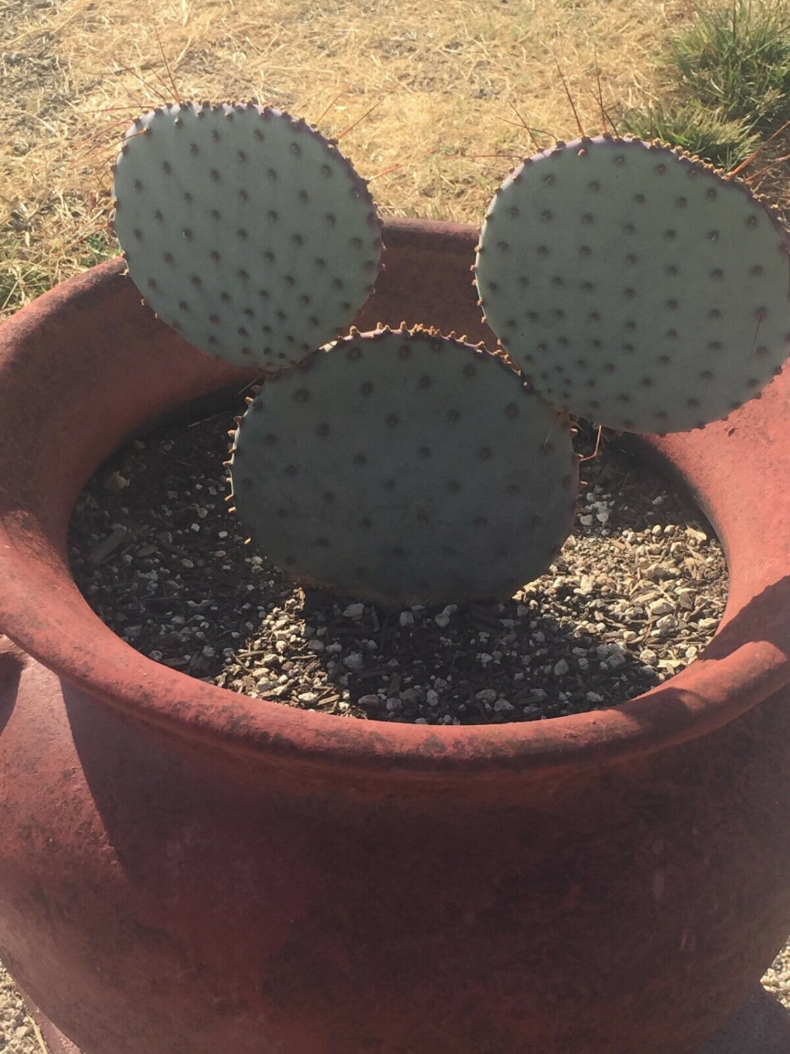 Super Mickey Mouse Cactus Seeds Pcs 5 Rabbit Ear Opuntia Microdasys