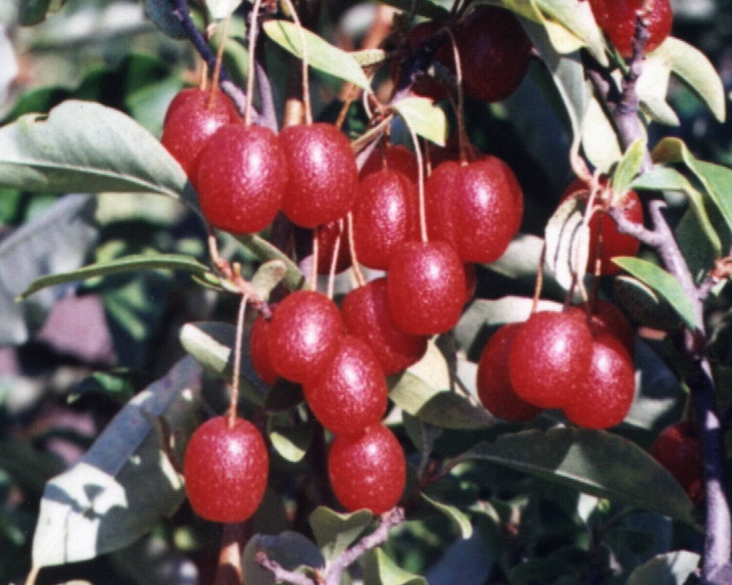 Super Cherry Silverberry Rare Seeds Pcs 3 Goumi Elaeagnus Multiflorah237