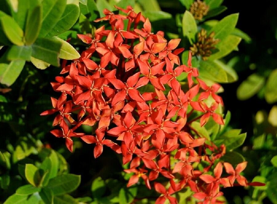 Super Ixora Coccinea Rare Seeds Pcs 3 Of Ixora Ecarlate g977 Jungle Flame