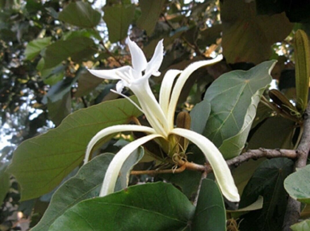 Super Dinner Plate Tree Seeds Pcs 5 Of Kanak Champa Pterospermum ...