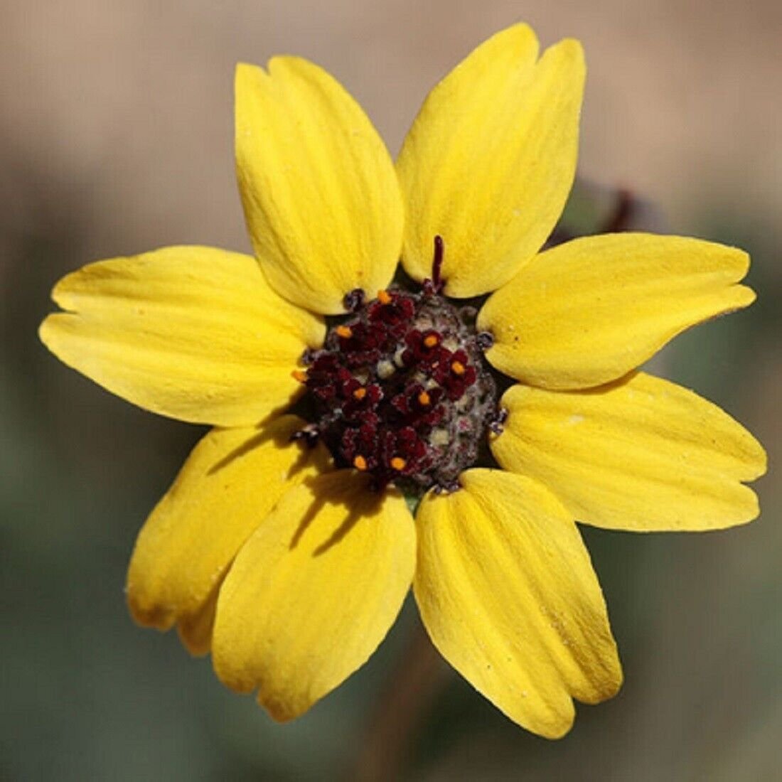 Super Chocolate Daisy Flower Seeds Pcs 5 Berlandiera Lyrata