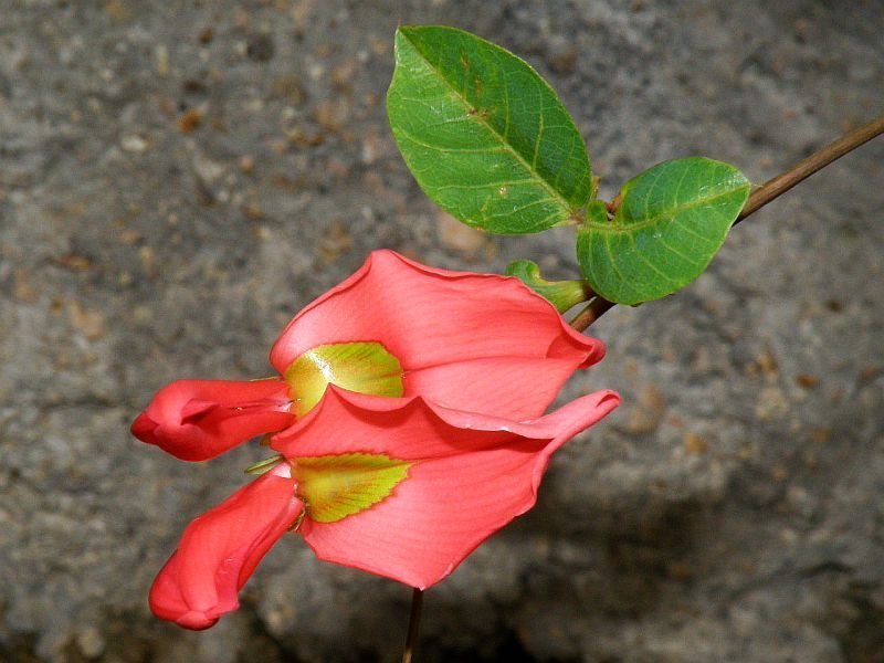 Super Cape Arid Climber Rare Seeds Pcs 4 Kennedia Beckxiana