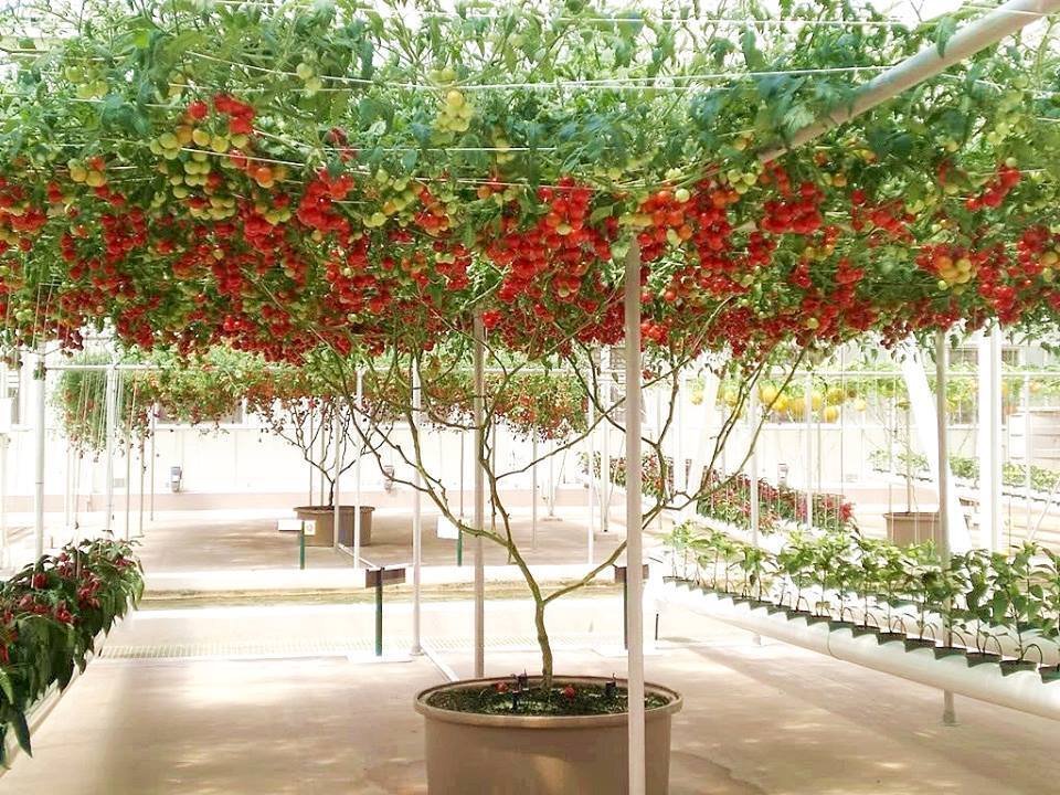 Super Tomato Bushtive Giant Tree Licopersicum Esculentum Seeds Pcs 10