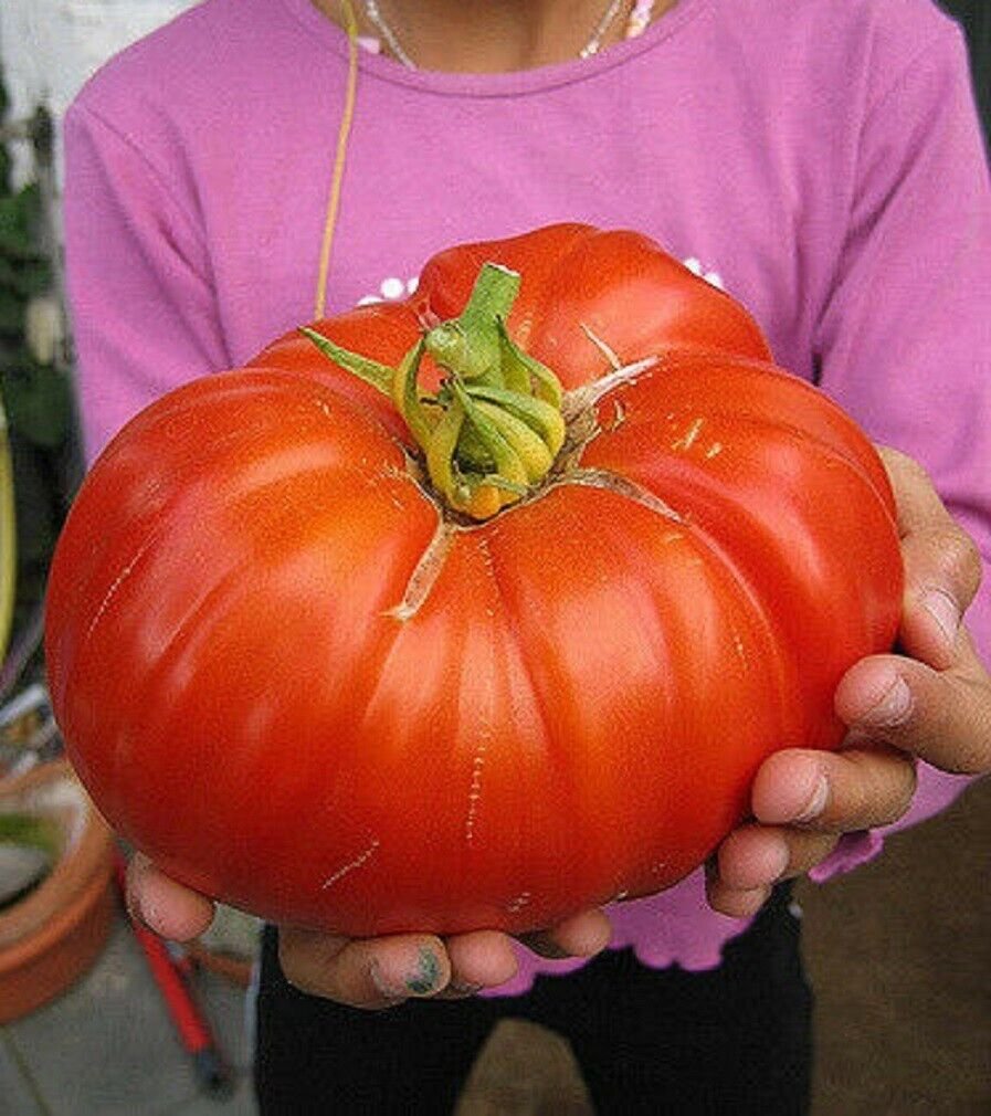 Super Giant Burpee Delicious Tomato World Record Seeds Pcs 8
