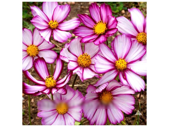 Super Seeds Cosmos Sensation Picotee Bipinnatus Annual Pink White ...