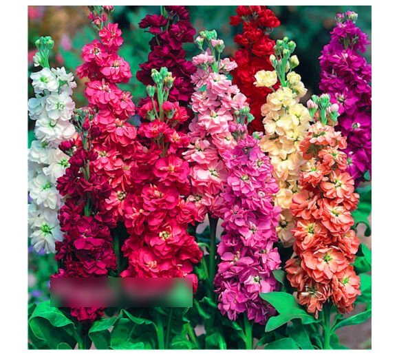 Super Seeds Matthiola Incana Mammouth Excelsior Column Stock 100 Pcs