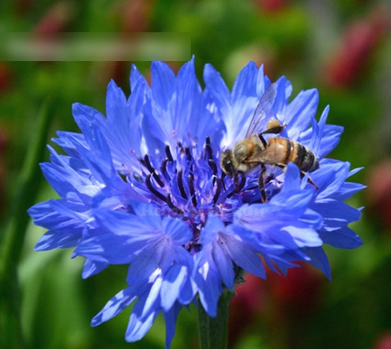 Super Seeds Centaurea Cyanus Blue Boy Cornflower Large Double 1000+ Pcs