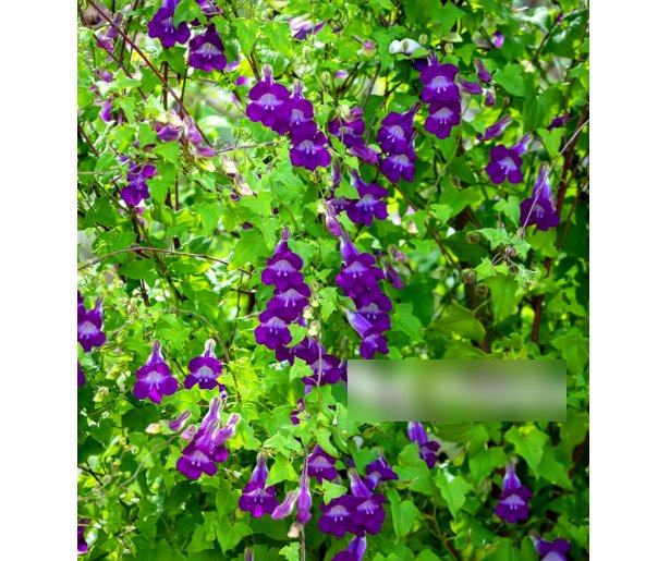 Super Seeds Asarina scandens Climbing Snapdragon Mix Beautiful Flower ...
