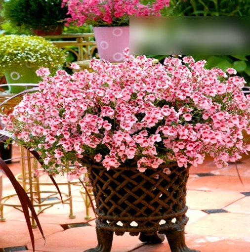 Super Seeds Diascia barberae Twinspur Pink Queen Beautiful Flower 300 Pcs