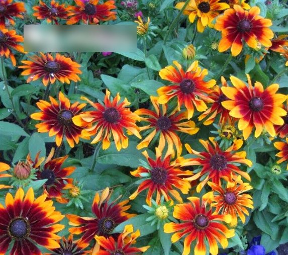Super Seeds Rudbeckia Hirta Flower Black Eyed Susan Cornflower Orange ...
