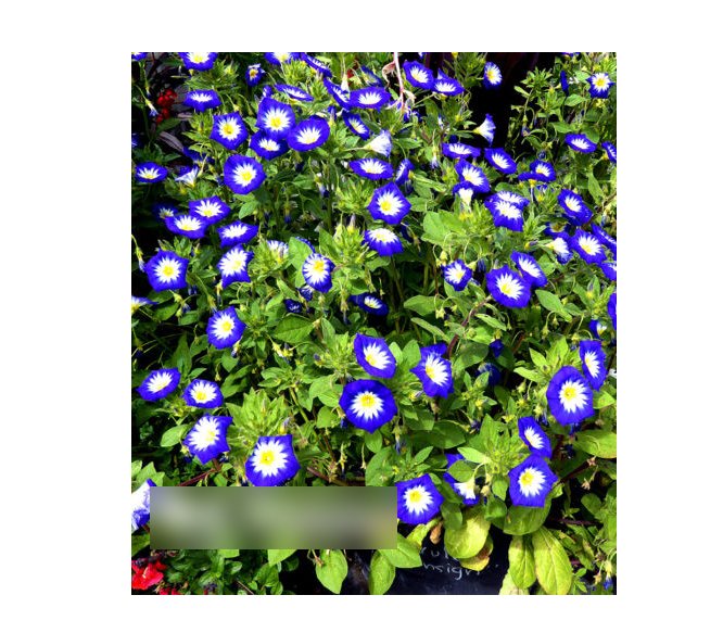 Super Seeds Convolvulus tricolor minor Dwarf Morning Glory Royal Ensign ...