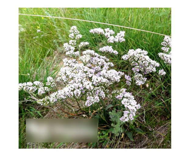 Super Seeds Limonium tataricum German Statice Beautiful Flower 100 Pcs