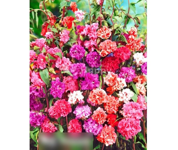 Super Seeds Clarkia unguiculata elegans Garland Flower Double Mix 3000 Pcs