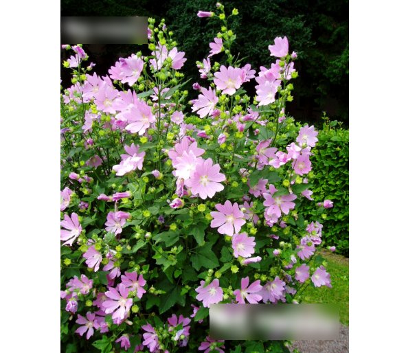 Super Seeds Malva moschata Musk Mallow Rosea Beautiful Flower 300 Pcs