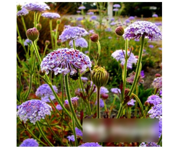 Super Seeds Didiscus Caeruleus Trachymene Blue Lace Beautiful Flower 50 Pcs