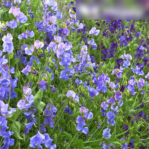 Super Seeds Lathyrus Sweet Pea Old Spice Light Blue Beautiful Flower 30 ...