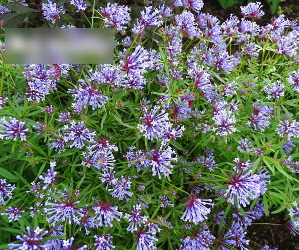 Super Seeds Asperula orientalis Blue Woodruff Charming Annual Flower ...