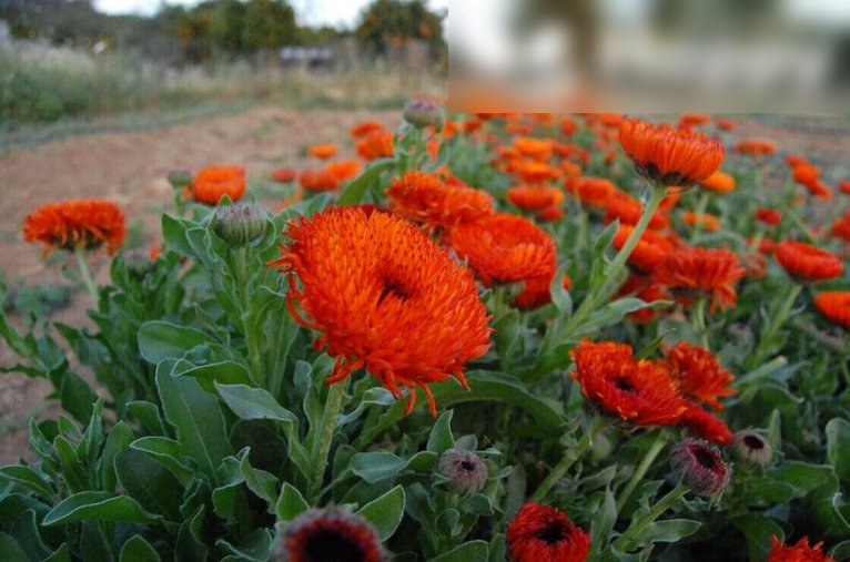 Super Seeds Calendula officinalis double Burgundy Edge Pot Marigold ...