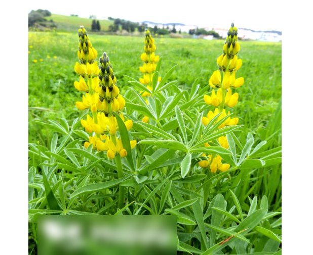 Super Seeds Lupinus luteus Golden Yellow Lupine Beautiful Flower 20 Pcs