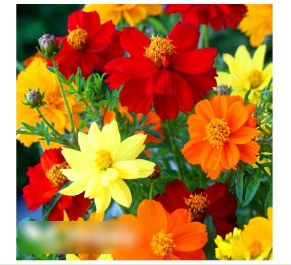 Super Seeds Cosmos sulphureus semidouble Dwarf Carpet Mixed Flower 60 Pcs