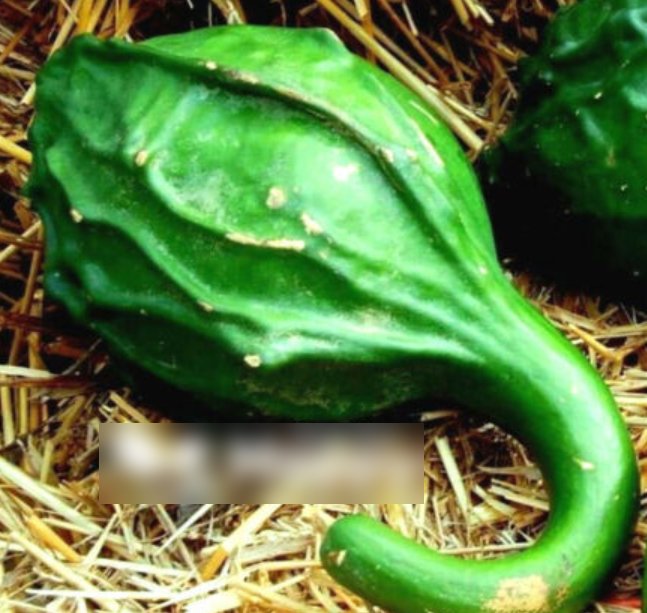 Super Seeds Lagenaria siceraria Bottle gourd Calabash Cavemans Club ...