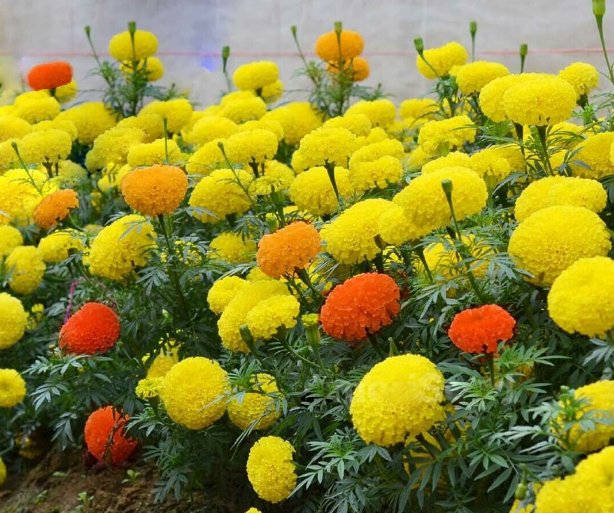 Super Seeds Tagetes erecta nana African Marigold Dwarf Indiana Mixed ...