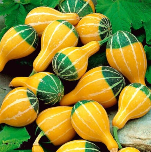 Super Seeds Cucurbita pepo Small Spoon Ornamental Gourd Pumpkin 10+ Pcs