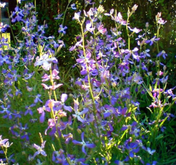 Super Seeds Matthiola bicornis Night Scented Stocks Flower 5 000 Pcs
