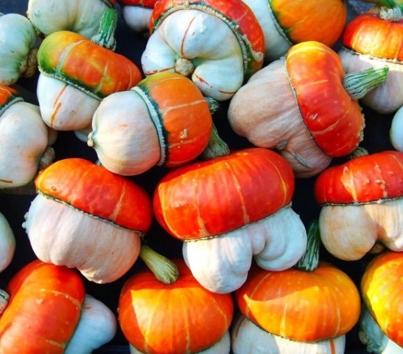 Super Seeds Cucurbita pepo Gourd Turkish Turban Vegetable 5 Pcs