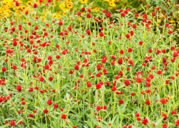 Super Seeds Gomphrena haageana Globe Amaranth Strawberry Fields Red ...