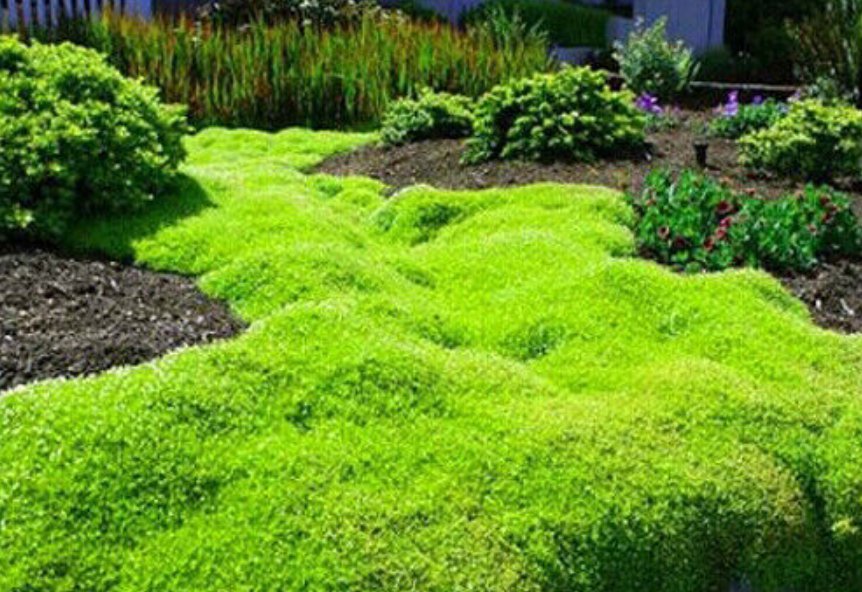 Super Seeds Sagina subulata Heath Pearlwort Lawn Irish Moss Perennial ...