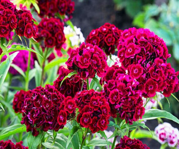 Super Seeds Dianthus Barbatus Red Sweet William Scarlet Flower 1000 Pcs