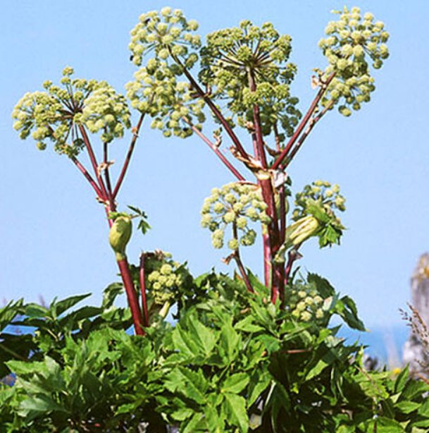 Super Seeds Archangelica officinalis Angelica Holy Ghost 100+ Pcs