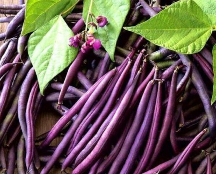 Super Seeds Purple Queen Dwarf French Bean Vegetable 80 Pcs