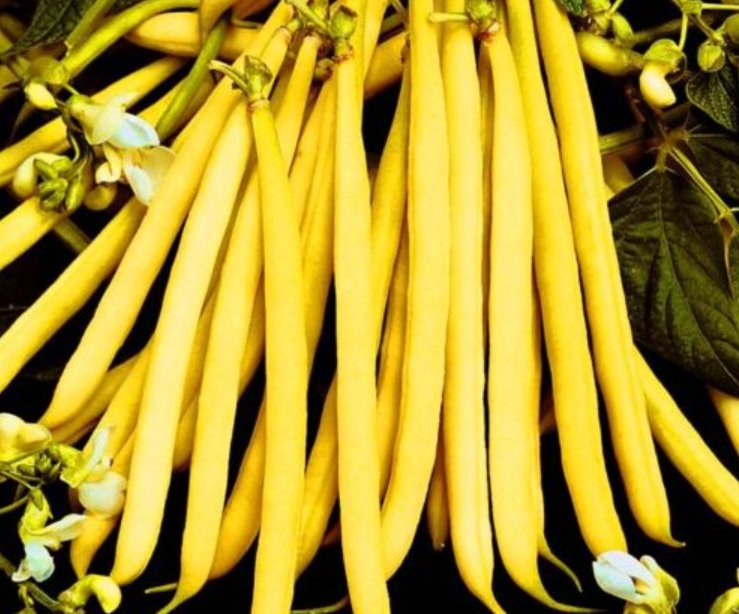 Super Seeds Golden Panther Disease Resistant Yellow Dwarf French Bean ...