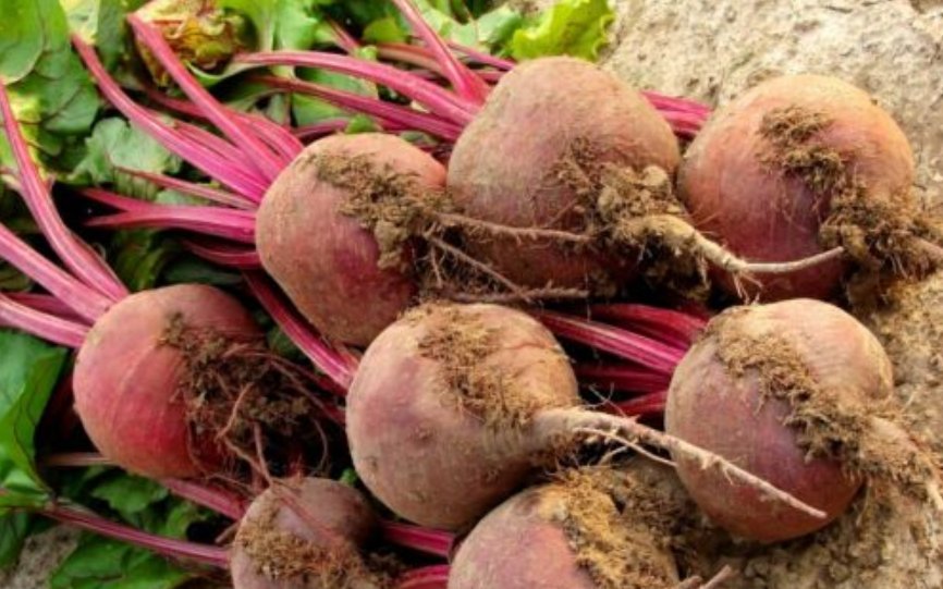 Super Seeds Detroit Crimson Globe 2 Beetroot Vegetable 500 Pcs