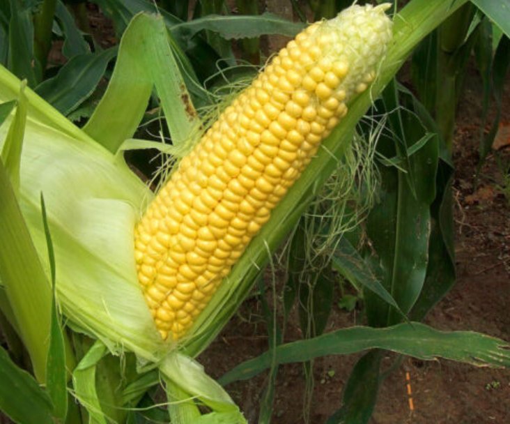 Super Seeds Zea Mays Golden Bantam Sweet Corn Vegetable 30+ Pcs