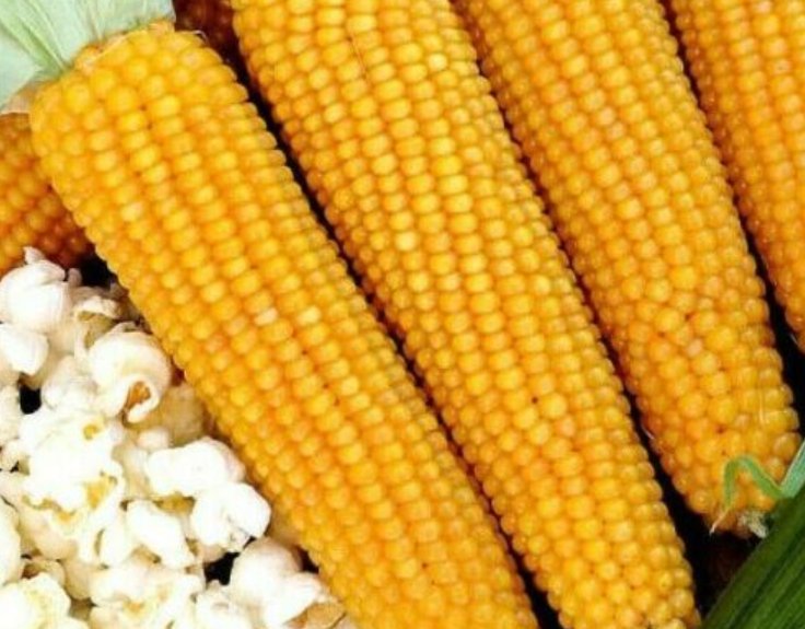 Super Seeds Zea Mays Popping Corn Popcorn Plant Vegetable 30 Pcs