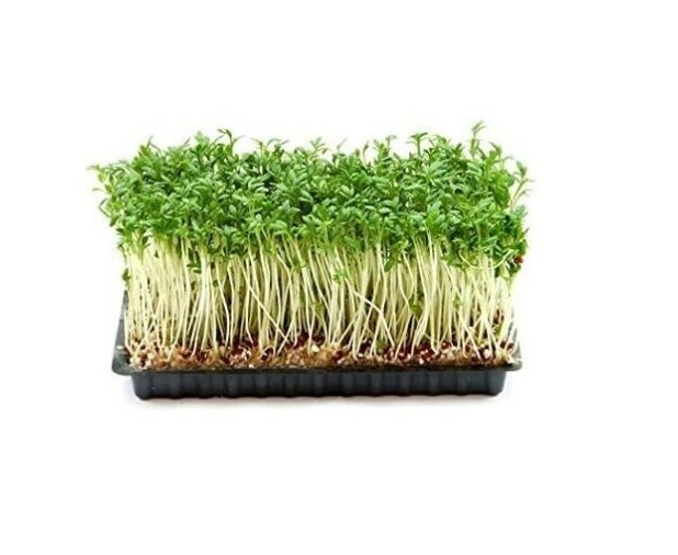 Super Seeds Plain Cress Micro Common Curled Microgreens 7000 Pcs