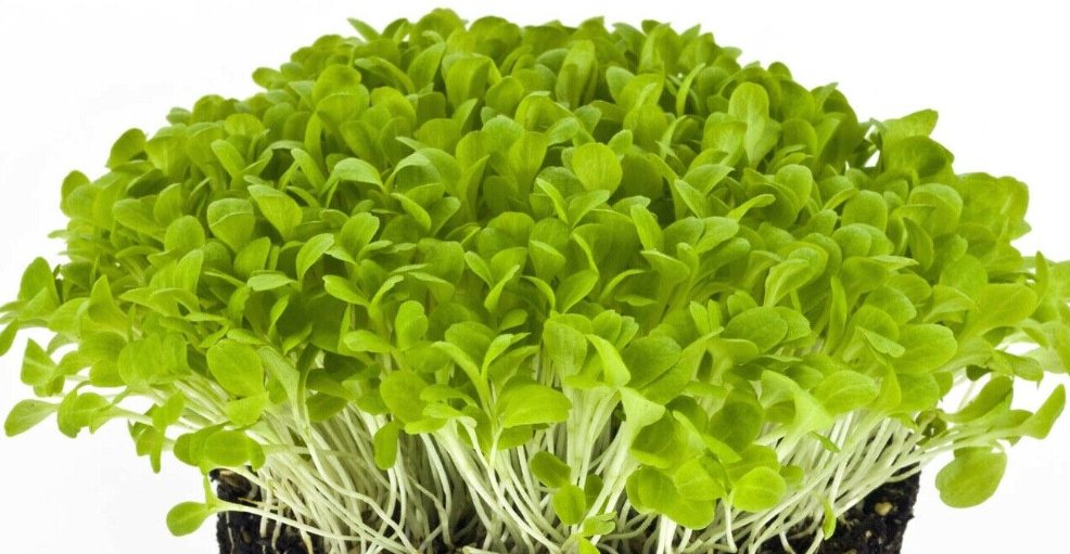 Super Seeds Micro Lettuce All Year Round Vegetable Microgreens 1000+ Pcs