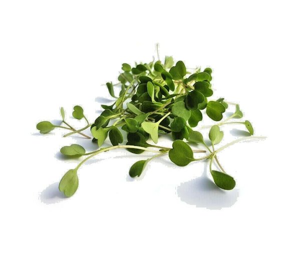 Super Seeds Microgreens Rocket Micro Herb Vegetable 2000 Pcs