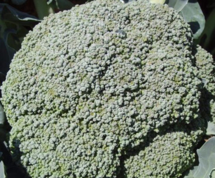 Super Seeds Broccoli Calabrese Stromboli Vegetable 10+ Pcs