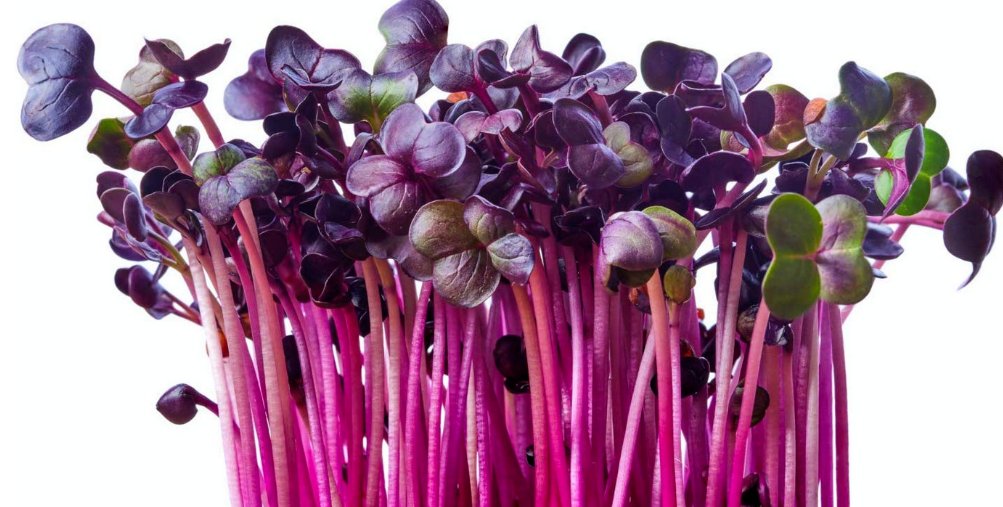 Super Seeds Radish Rambo Red Microgreens Vegetable 800 Pcs