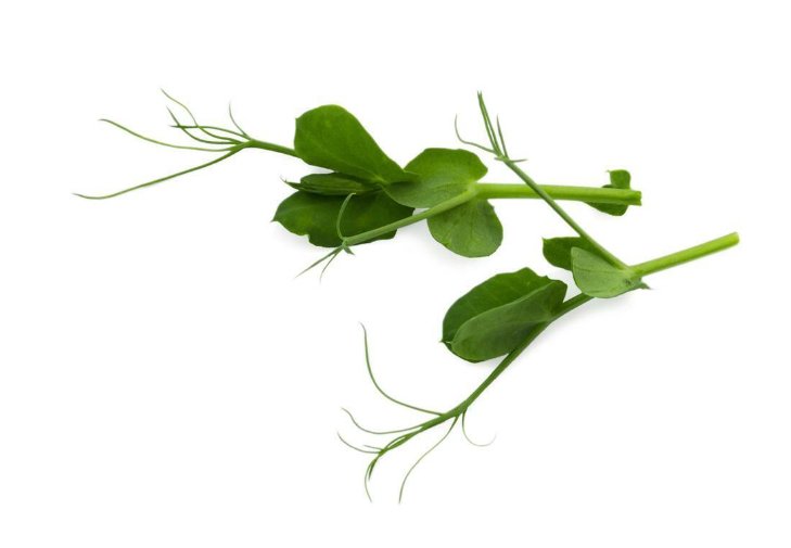 Super Seeds Pea Shoots Tendrils Microgreens Vegetable 200 Pcs