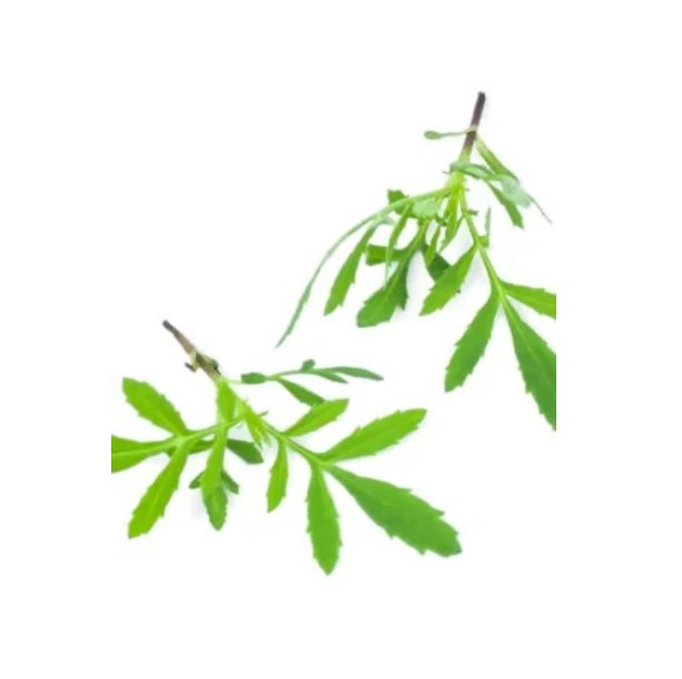 Super Seeds Micro mexican marigold Herb Vegetable 1000 Pcs