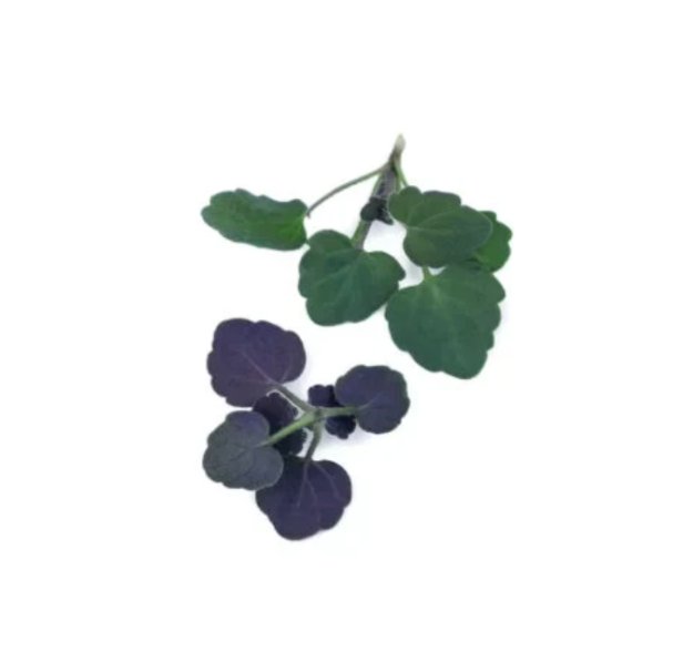 Super Seeds Micro korean mint Herb Vegetable 1000 Pcs